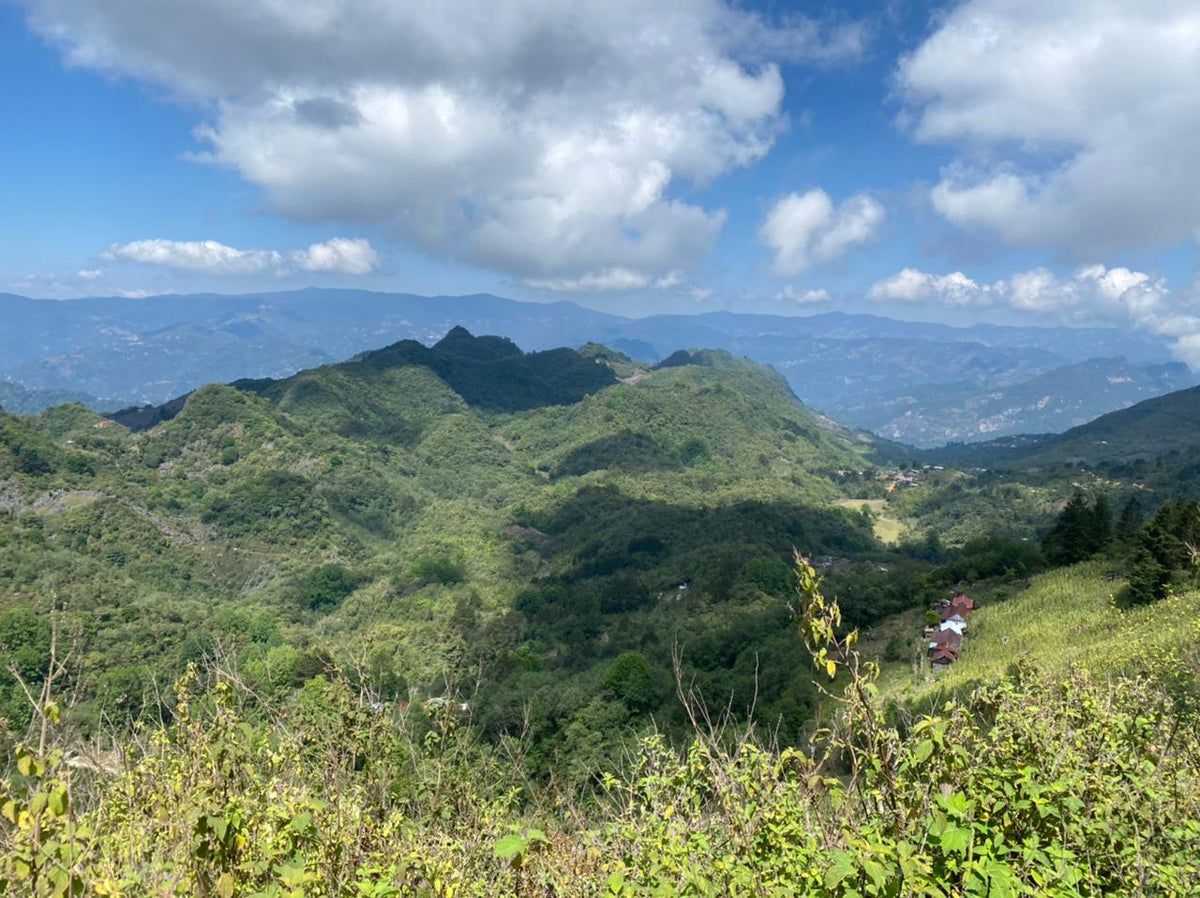 María Sabina by Nicolás Rosenfeld – Fungi People